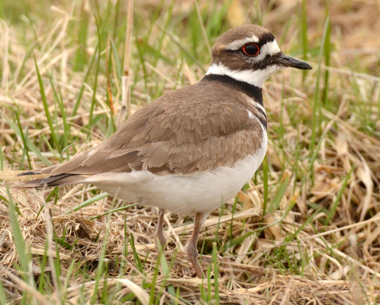 The killdeer’s clever ruse helps it outsmart predators and people ...