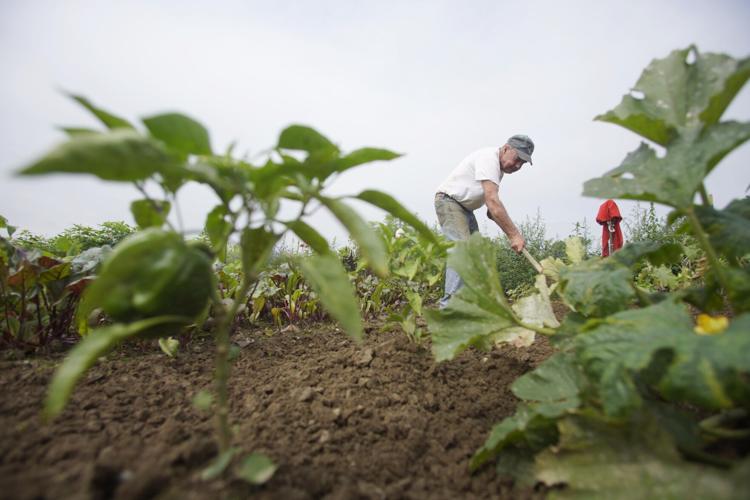 Photos: Community Garden at Canoe Meadows | Multimedia | berkshireeagle.com
