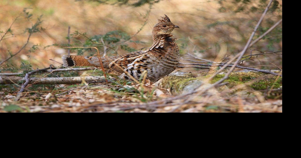 The ruffed grouse is elusive and stealthy. It's also known as being the ...