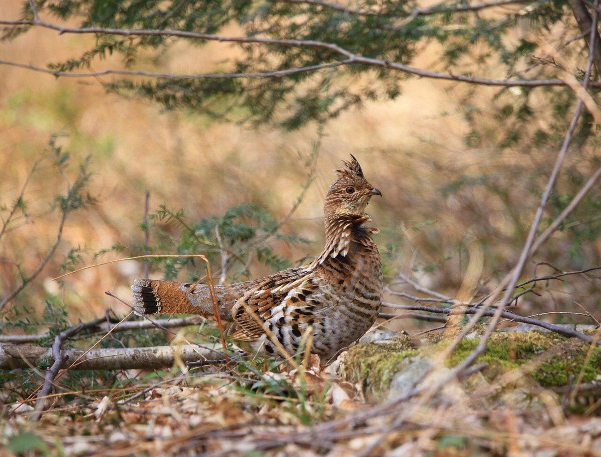 The ruffed grouse is elusive and stealthy. It's also known as being the ...