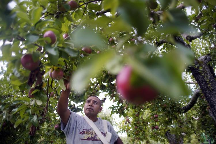 Get Ready For Apple Picking Jaeschke Orchards In Adams Is Picking Its