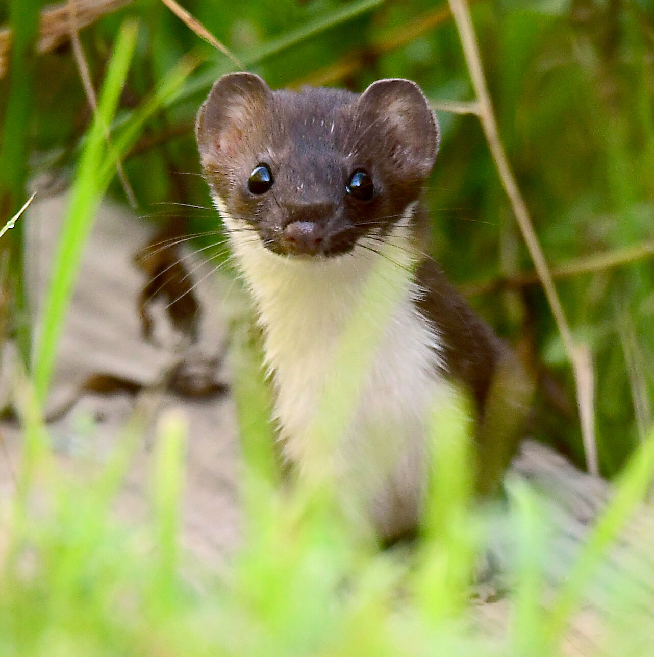 Elusive weasel makes brief appearance | Arts and Culture ...