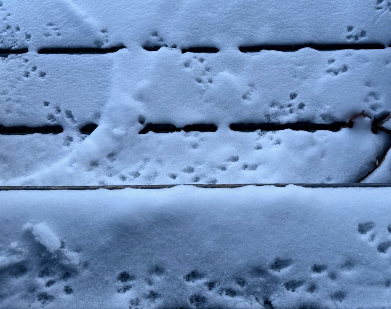 Solidarity with a mouse in winter | Columnists | berkshireeagle.com