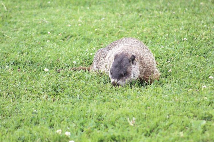 Thom Smith | NatureWatch: Does it matter if the groundhog see his ...
