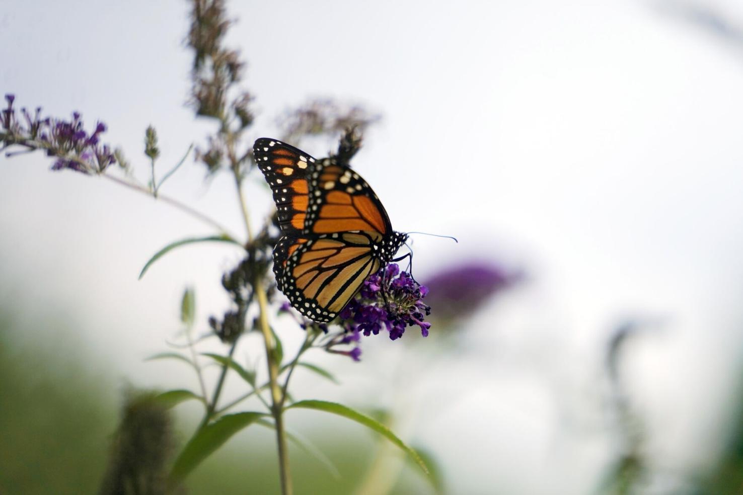 Word of the Week: Monarch. An annual multigenerational migration of ...