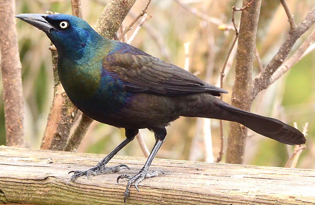 Expect iridescent feathers and lively flocks as common grackles arrive ...