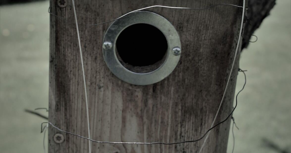 A simple piece of wire can scare off house sparrows and keep bluebirds ...