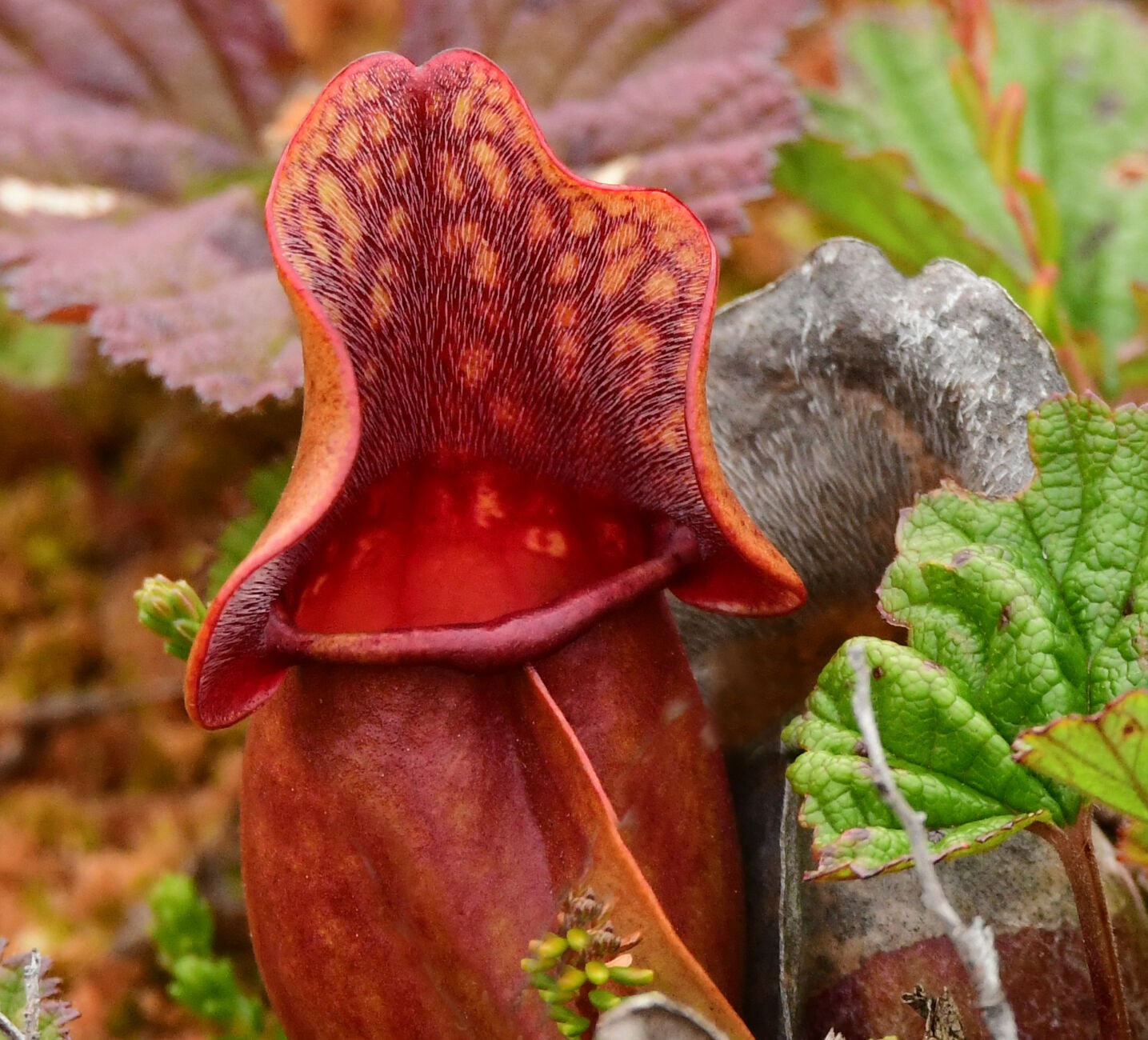Western Massachusetts bogs offer a glimpse of pitcher plants | Arts and ...