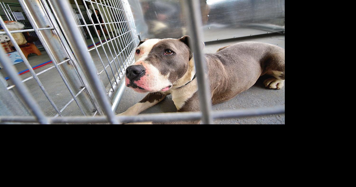 Eleanor Sonsini Animal Shelter
