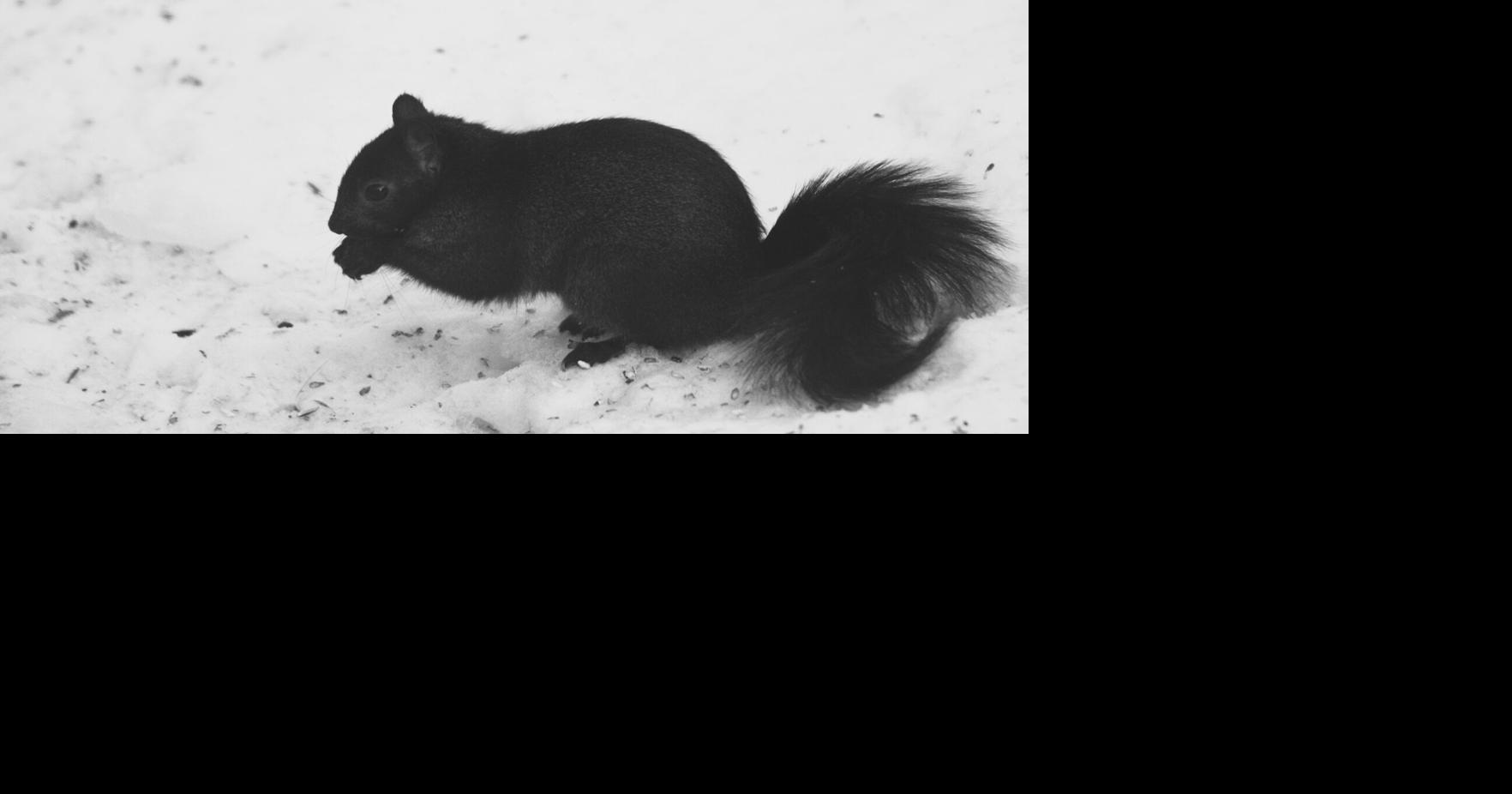 cute black squirrel