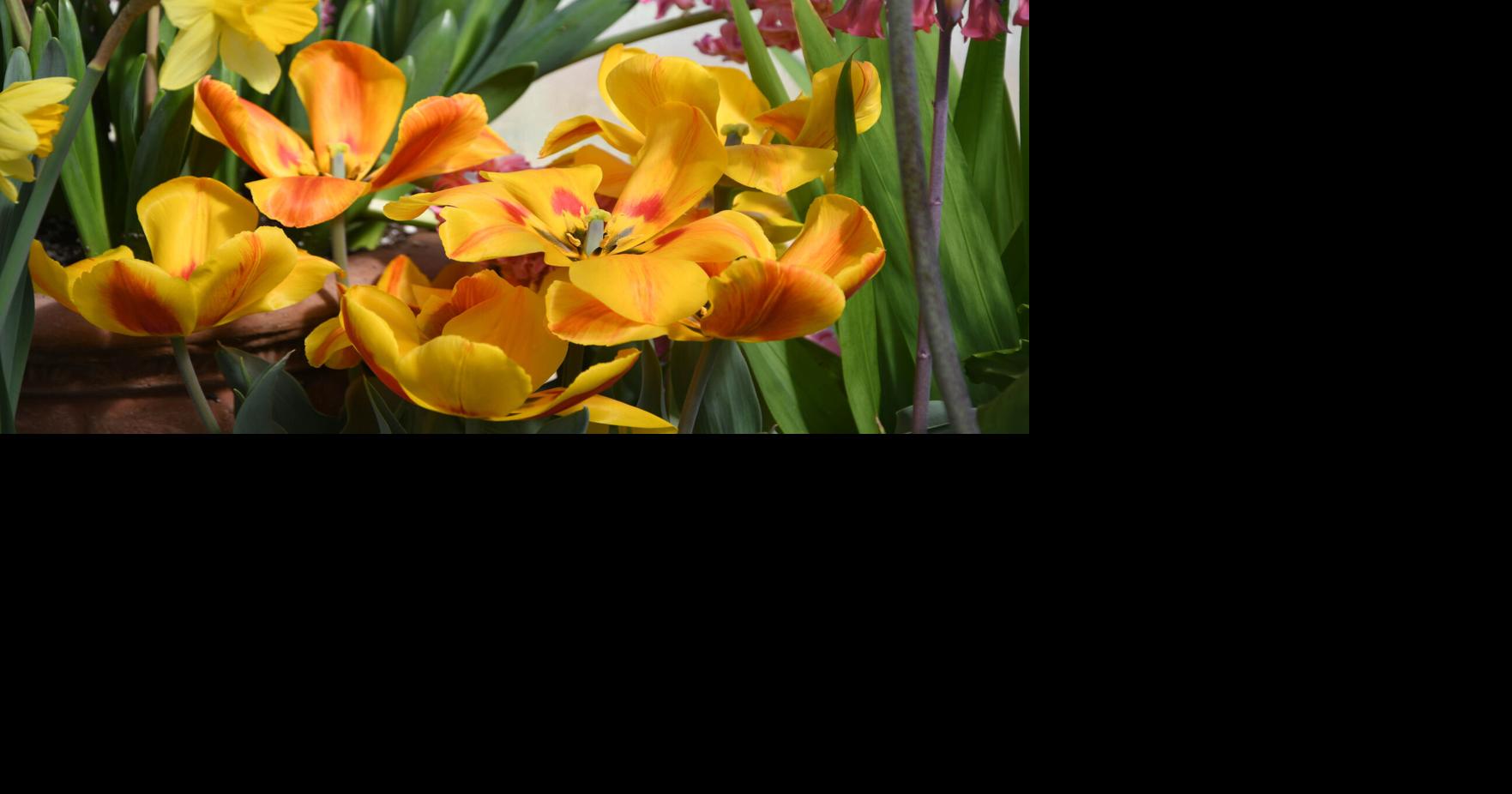 Berkshire Botanical Garden’s annual bulb show brings spring to winter ...