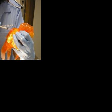 Fixing broken fins | Archives | berkshireeagle.com