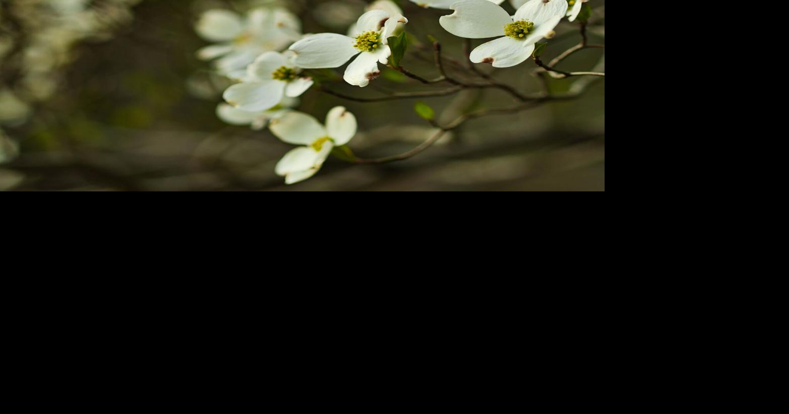 The imported kousa dogwood was once hailed as substitute for dying ...