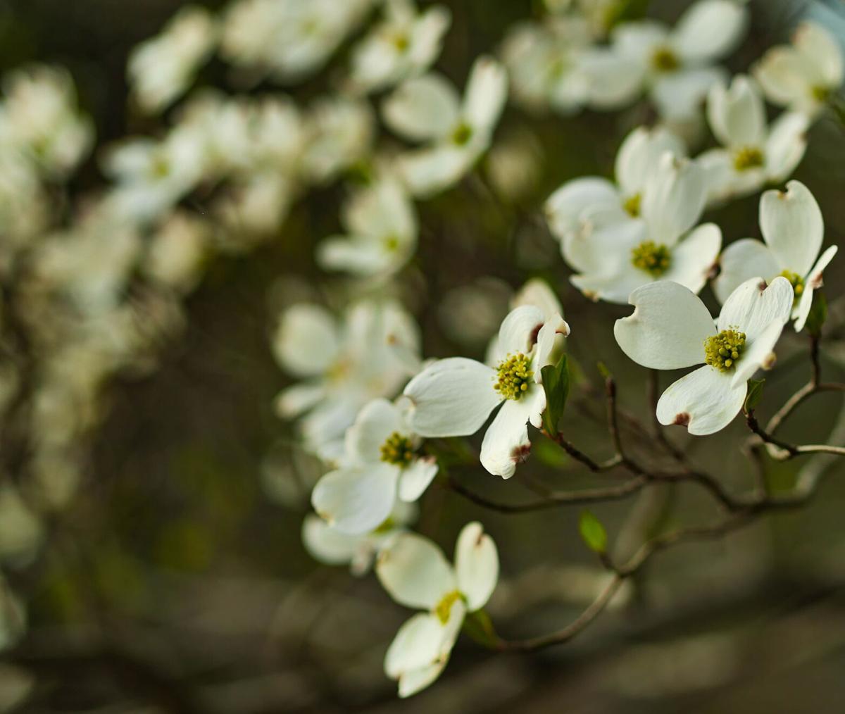 The imported kousa dogwood was once hailed as substitute for dying ...