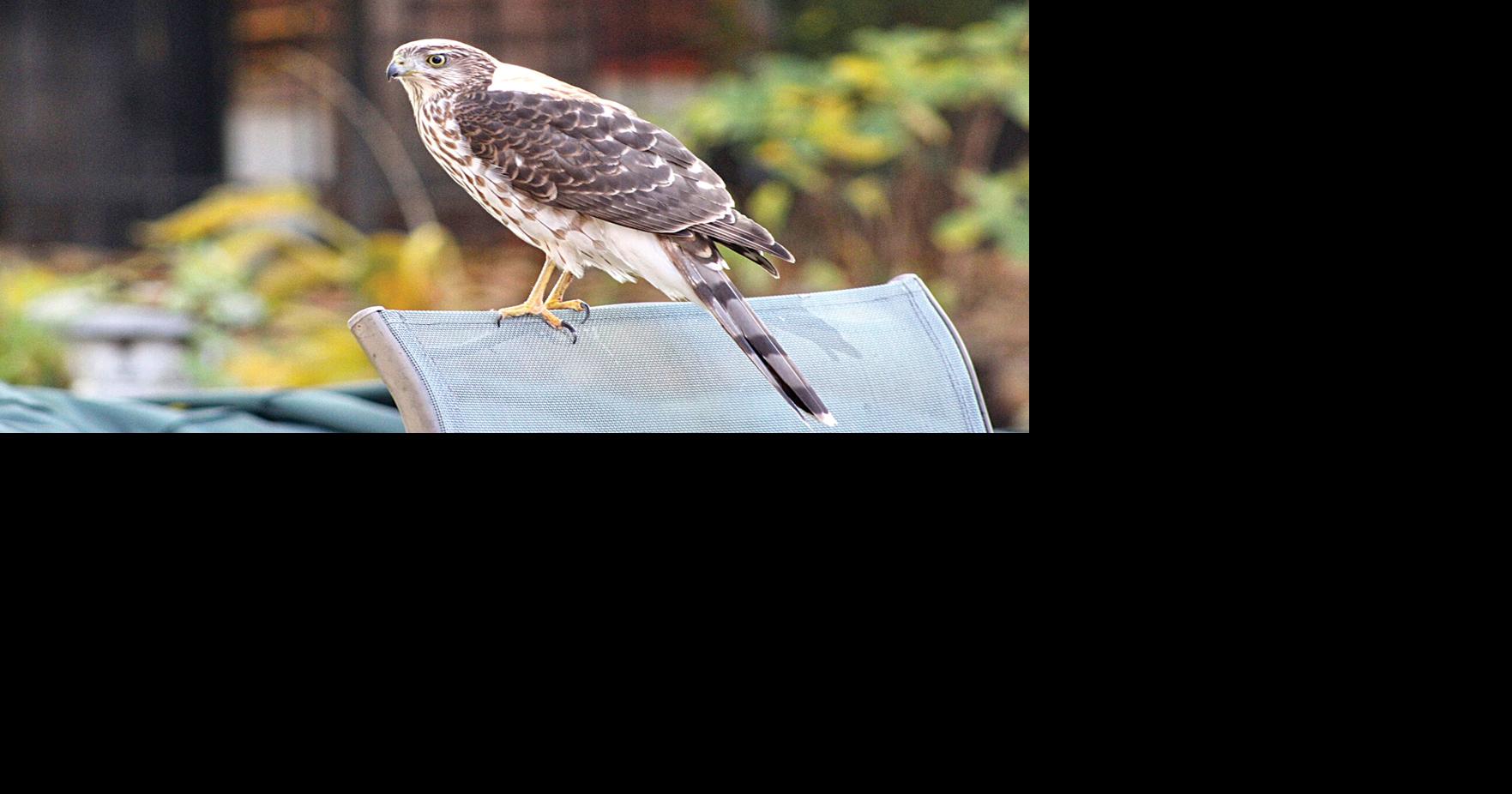 Coopers hawk sitting pretty in local backyard | Community News ...