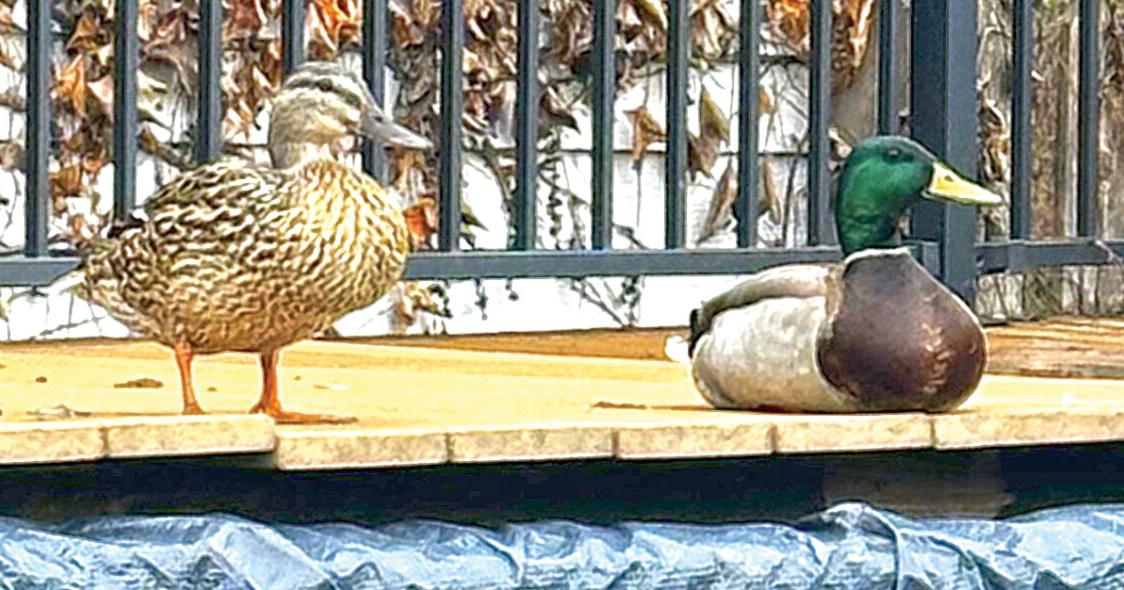 Ducks find good home in backyard | Community News | beverlyreview.net