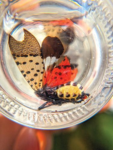 Invasive bug found by local naturalist | Community News | beverlyreview.net