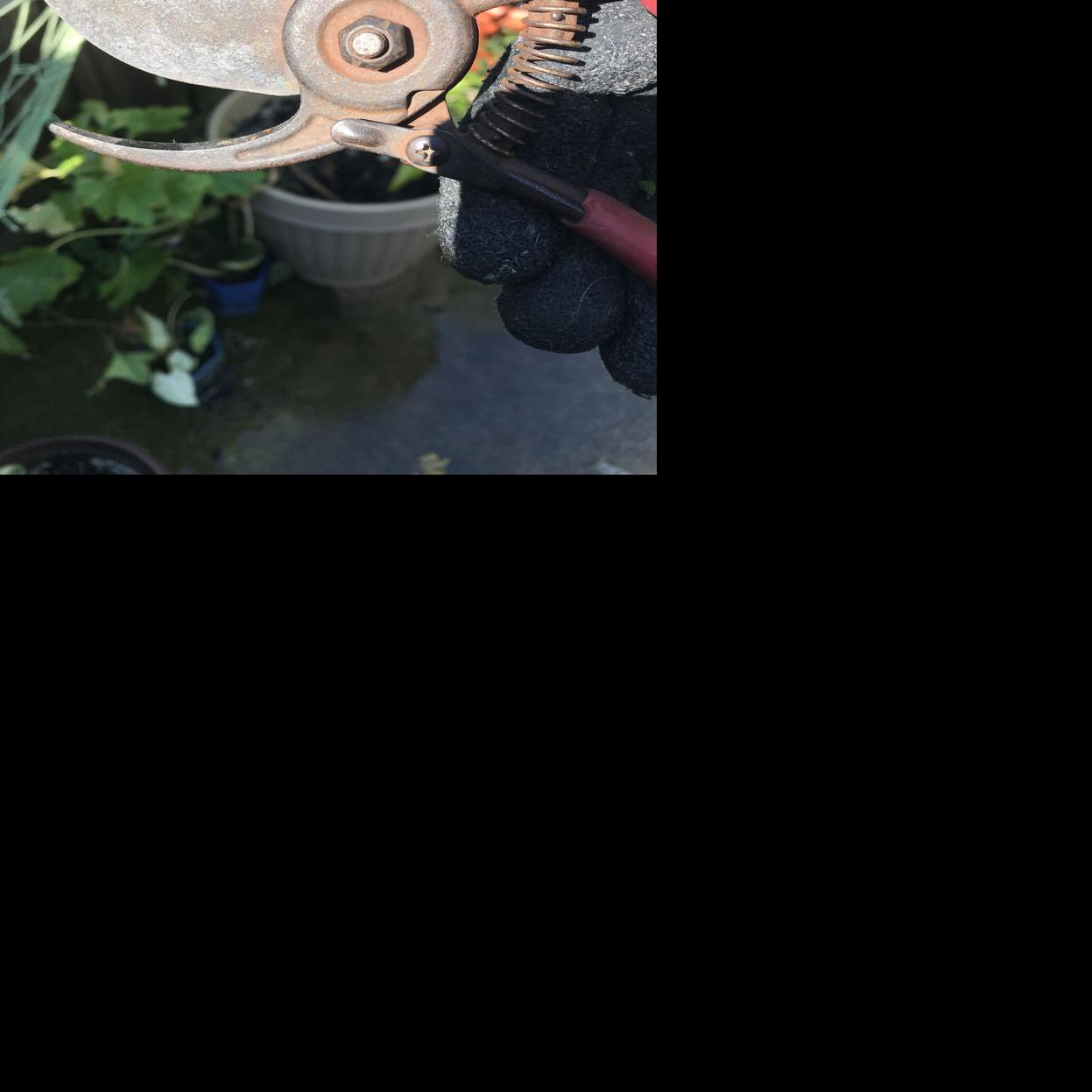 McAuley puts it together at right time | Sports | beverlyreview.net