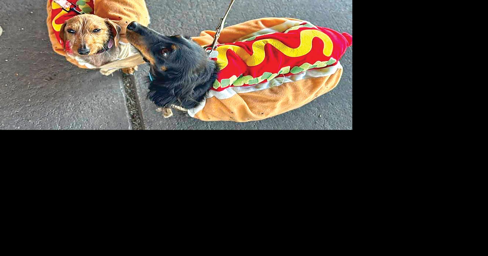 Dog gone fun set for events in Blue Island | Community News ...