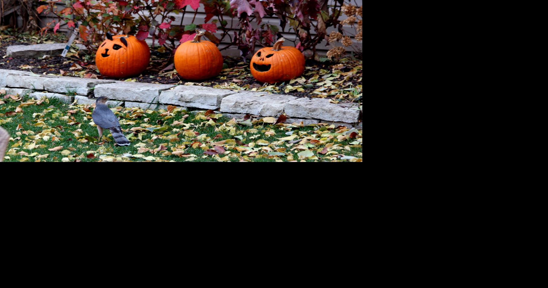 Cooper’s hawk eyes up pumpkins during local visit | Community News ...