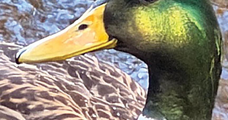 Ducks enjoy dip at Lake Katherine | Community News | beverlyreview.net