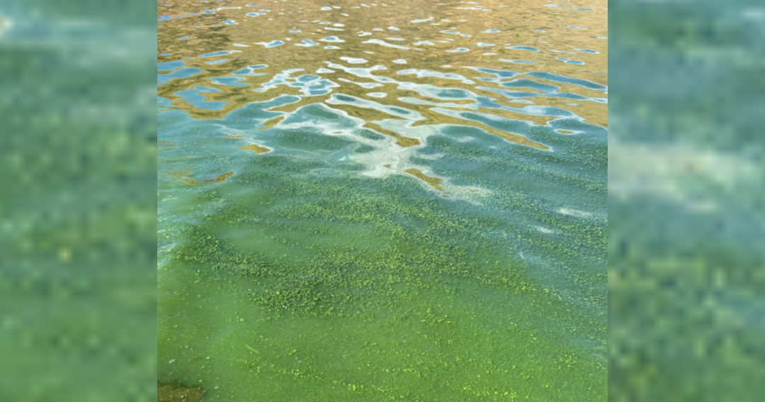 blue green algae