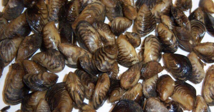 Invasive Quagga Mussel Larvae Discovered in Snake River Near Twin Falls ...