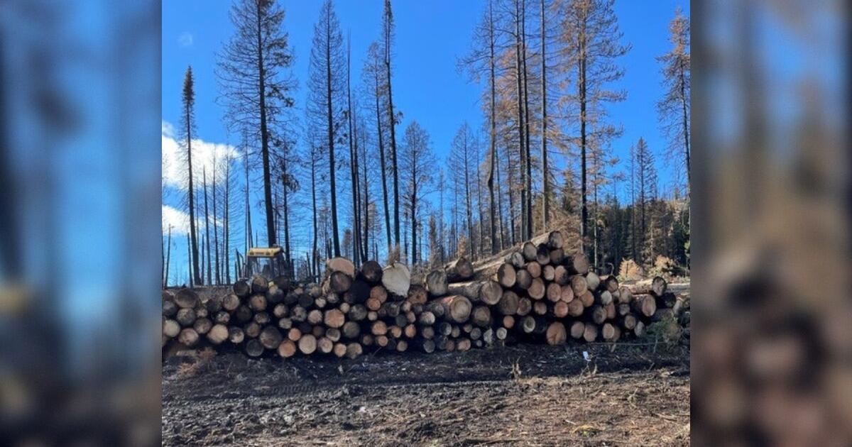 Quick, Coordinated Salvage Operations Remove Burned Timber and Hazards ...