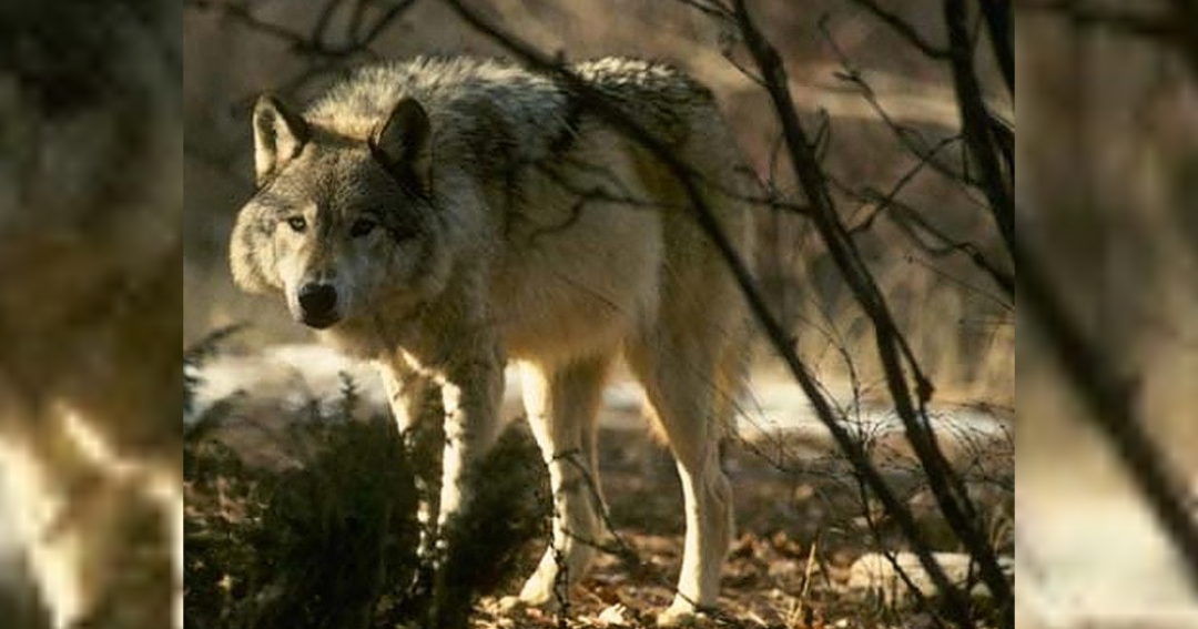 WDFW October 2023 Gray Wolf Conservation Report | Local ...