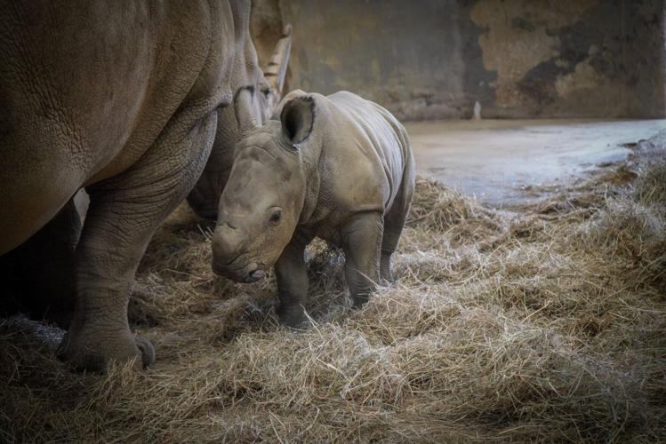 ‘Extremely rare’ birth of baby White Rhino caught on camera | National ...