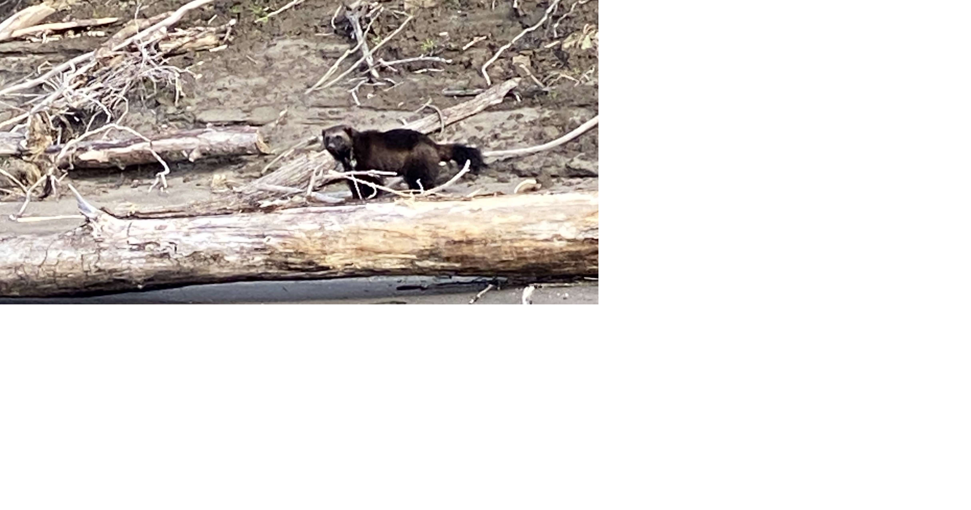 Wolverines Receive new Protections Under Endangered Species Act | Idaho ...