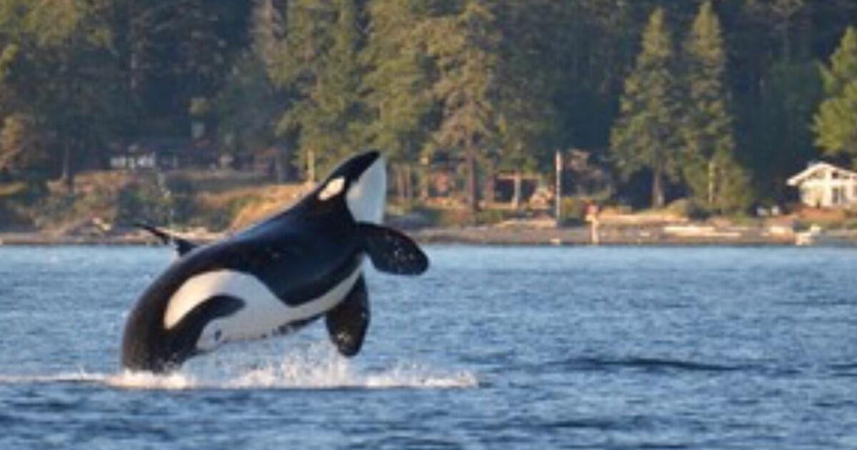 Boaters Must Stay 1,000 Yards From Endangered Southern Resident Killer ...
