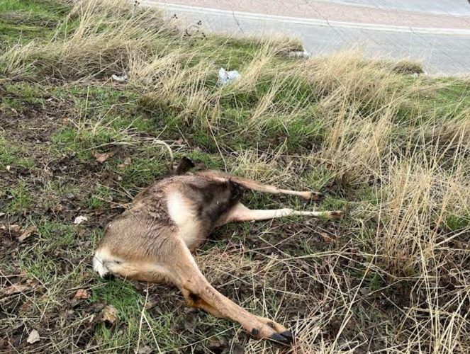 WDFW Police seek information on deer shot with crossbow in Clarkston ...