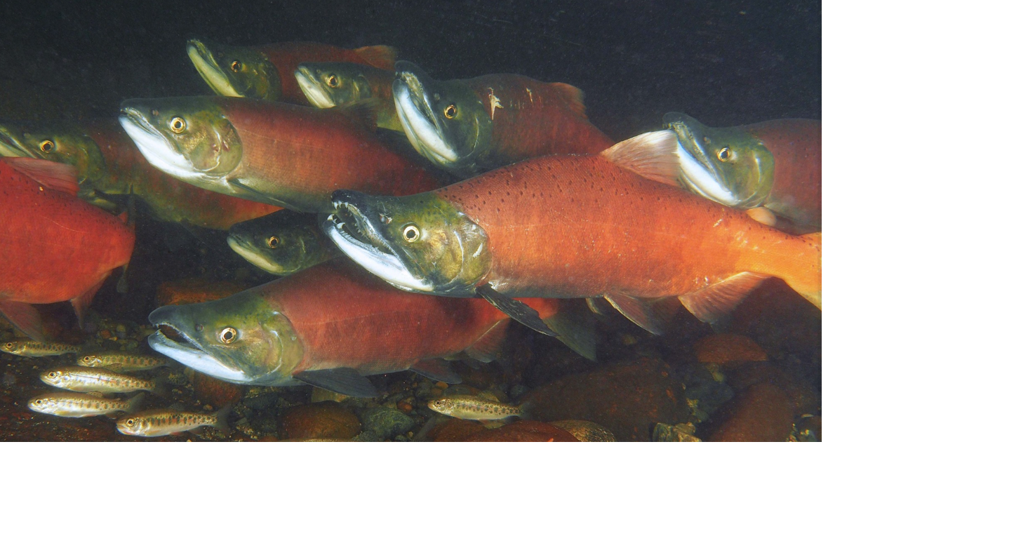Yakima Delta Leadership Team Advances Bateman Island Causeway Removal ...