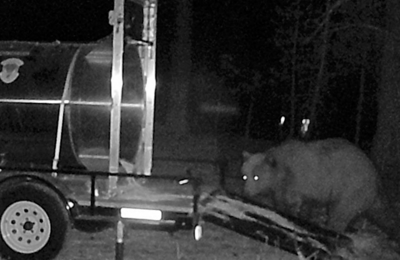 bear getting caught in trap