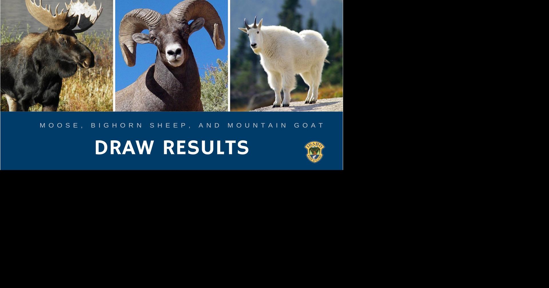 how to draw a bighorn sheep