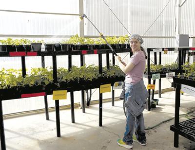 Greenhouse sale slated Friday – BSHS JET Program to sell variety of ...