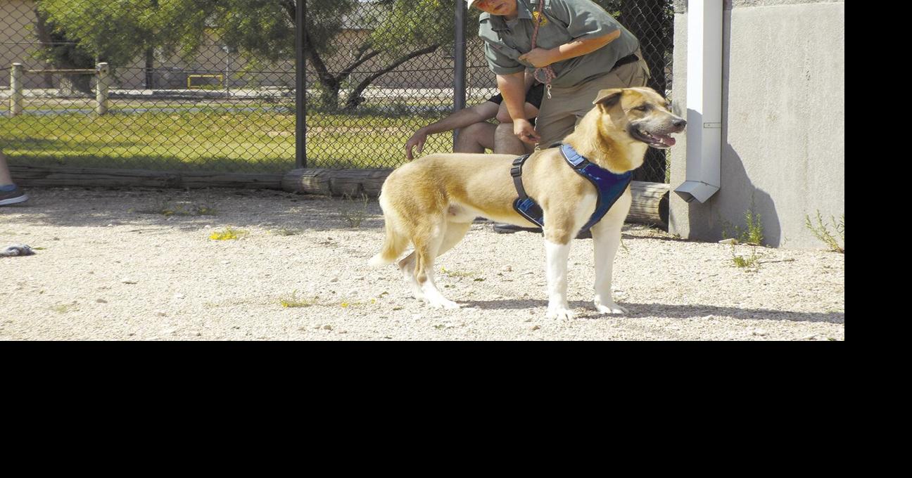 Big Spring Adoption Center is ready for families to get acquainted with ...