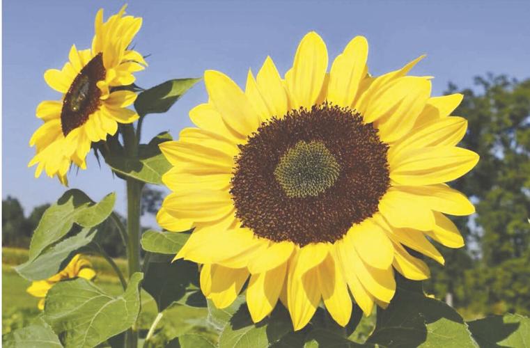 Sunflowers-The Fourth Sister | News | bigspringherald.com