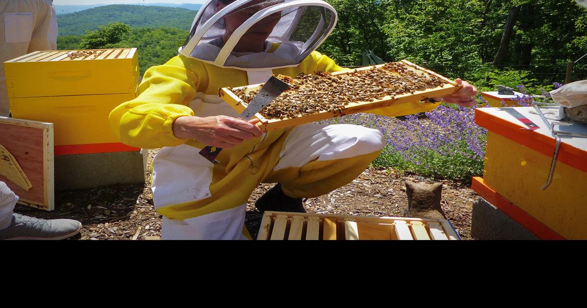 The Mountains are Buzzing at Killer Bees Honey Bee Farm tour | News ...