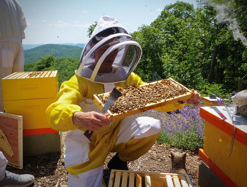 The Mountains are Buzzing at Killer Bees Honey Bee Farm tour | News ...
