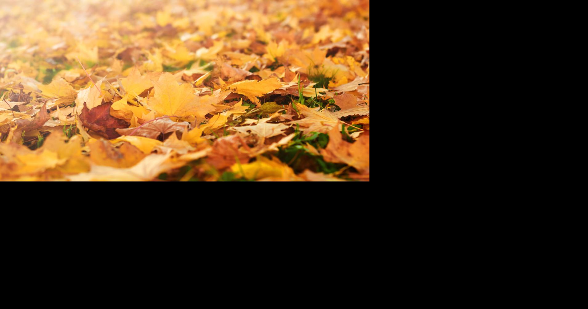 Asheville's brush and leaf collection schedule changing | News ...