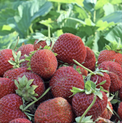 Insider's guide on where to pick your own strawberries in WNC | Food ...
