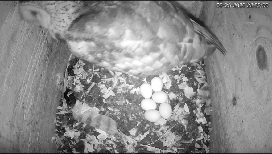 Watch barn owls hatch from their nest with Owlet Watch 2026! | Outdoor ...