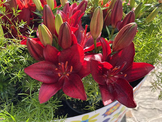 Come Face to Face With Flowers at Arboretum’s ‘Bloom with a View ...