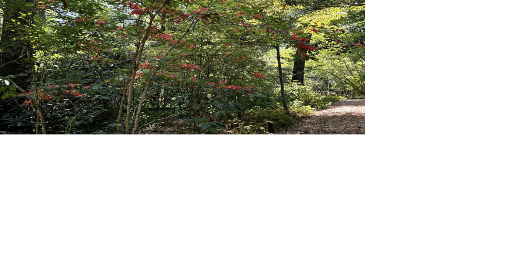 Native azalea repository at N.C. Arboretum suffered major Helene damage ...