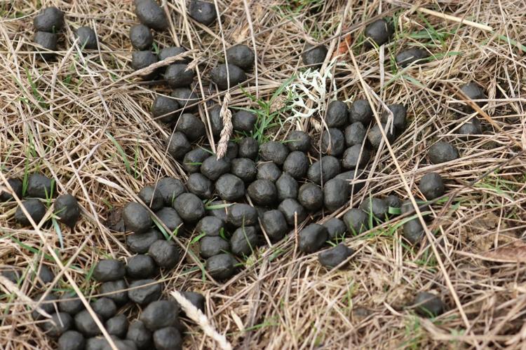 DNA study yields new estimate of Smoky Mountain elk population ...