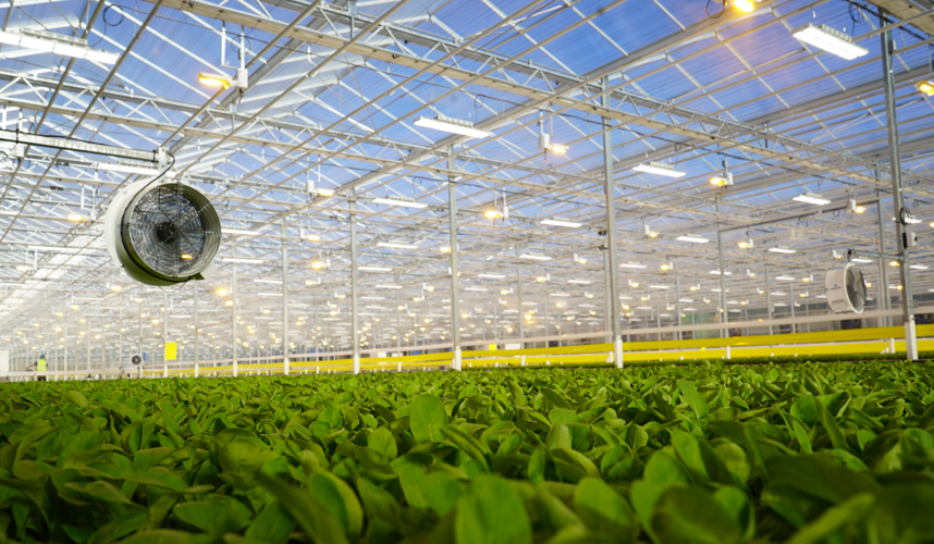 BrightFarms begins distribution of salad greens to area grocery stores ...