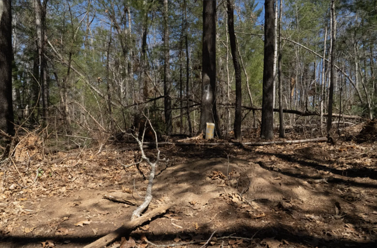 Debate over woods asks, what kind of university does UNCA want to be ...