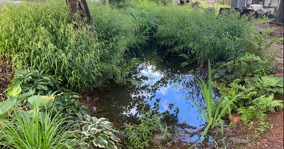 AVL City Water OK for Gardens? | Outdoor | biltmorebeacon.com